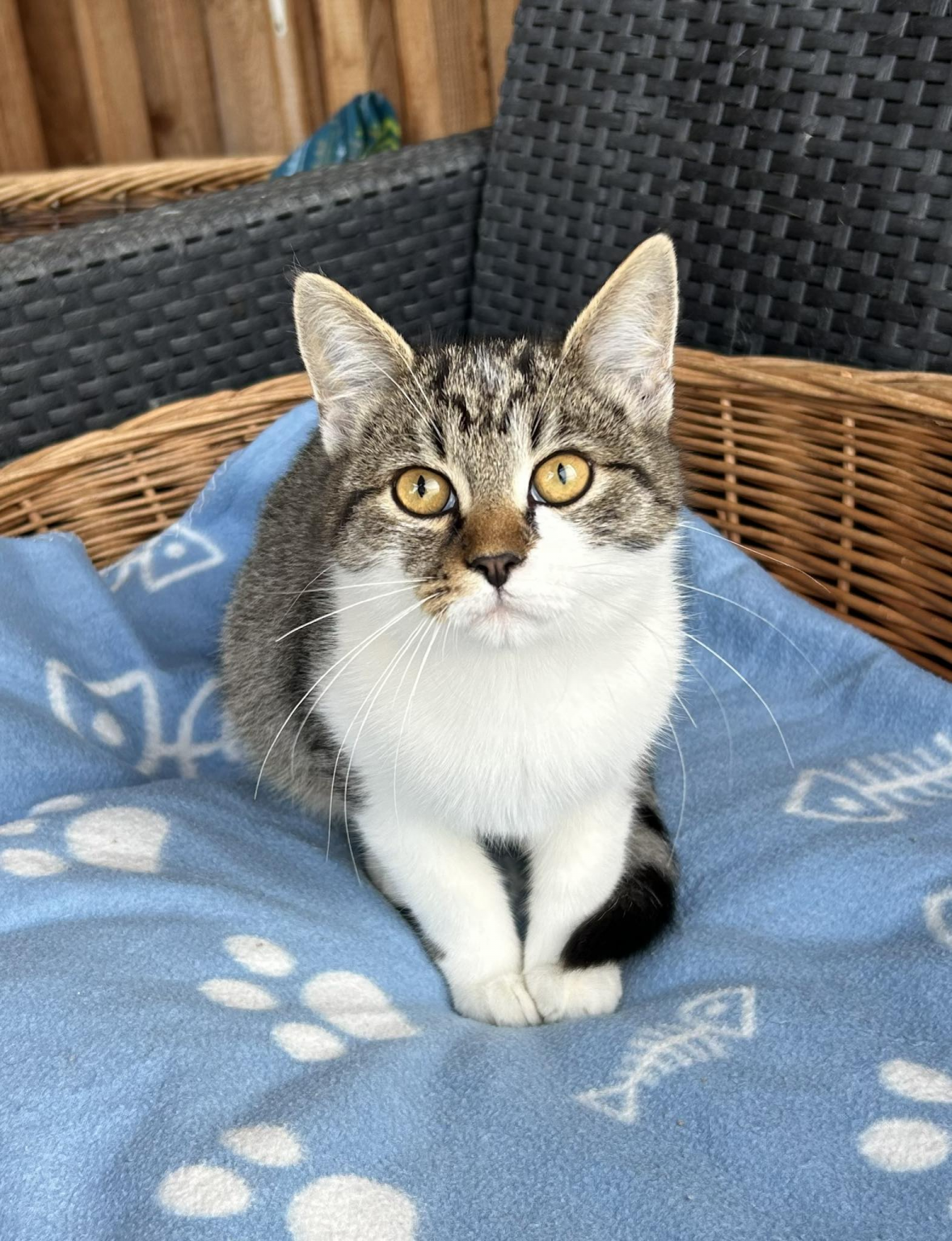 Emil – Tierschutzverein Braunau am Inn